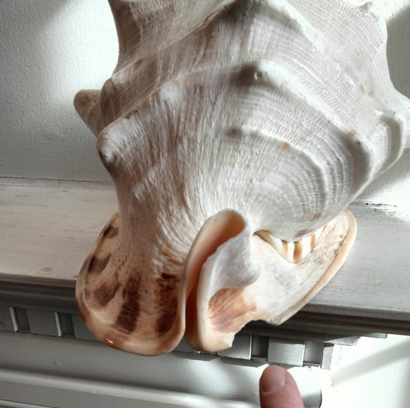 Vintage | Accents | Vintage Large Horned King Queen Helmet Conch Shell ...